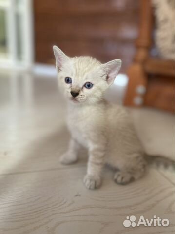 Котята снежный барс