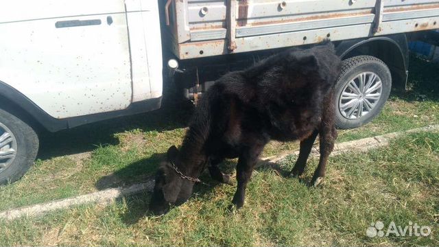 Тёлочка продам