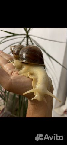 Улитка ахатина гигантская