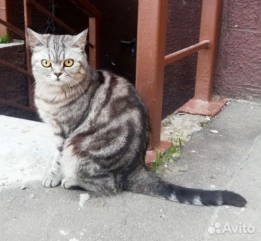 Британская стерилизованная кошка