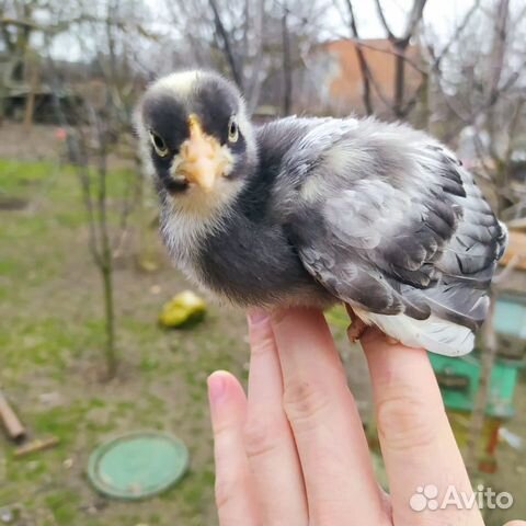 Цыплята мехеленская кукушка(малин)