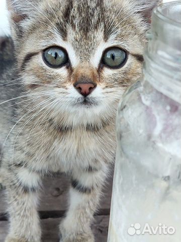 Девчушка милейший котик