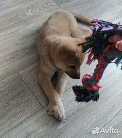 Щенок в добрые руки