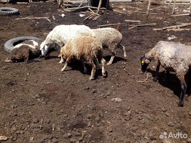 Продаются бараны живой 250 мясом 420