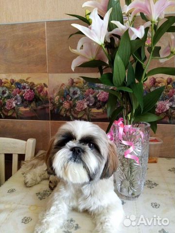 Вязка собак