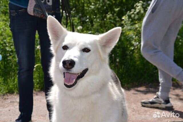 Замечательная лаечка Люся ищет дом