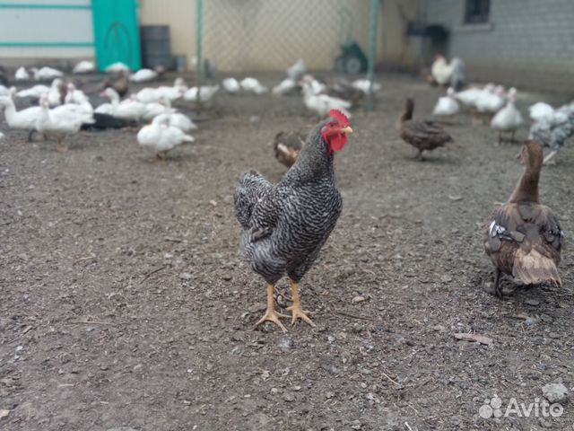 Полосатый плимутрок