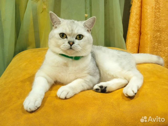 Вязка кот Британская серебристая шиншилла