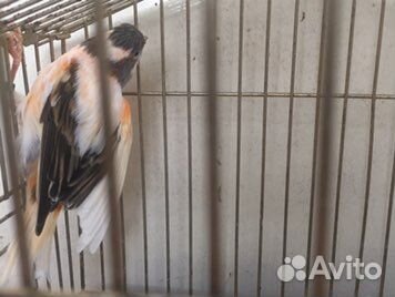 Канарейки 2021 и 2022 года оптом