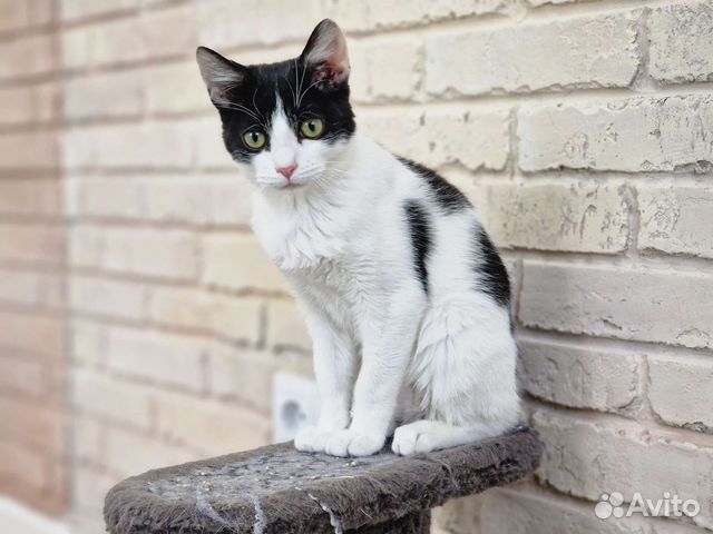 Котик Оливер 7 месяцев.Привит.Кастрирован.Доставка