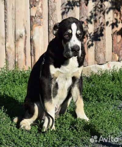 Алабай крупный Доставлю сао