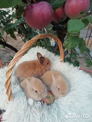 Крольчата месячные, карликовые