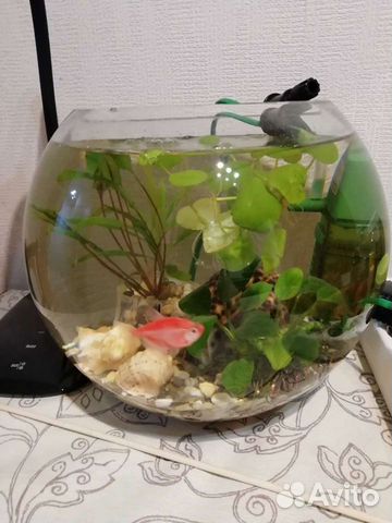 Аквариум круглый