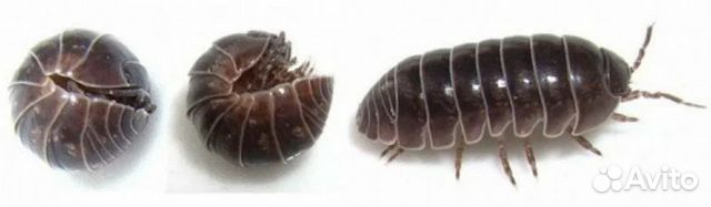Мокрица броненосец (Armadillidium vulgare)