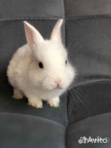 Кролик декоративный, 6 месяцев, мальчик