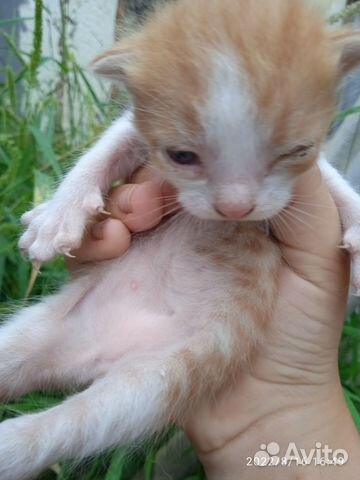 Красивые котята