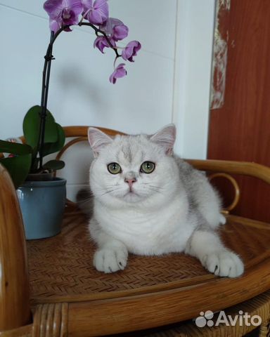 Британские котята