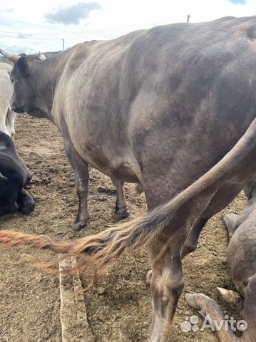 Бык на племя