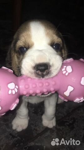 Щенки бигля