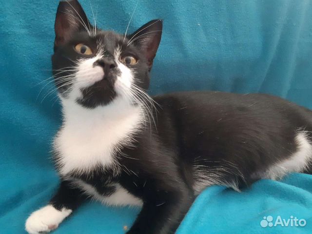 Кошка компаньон