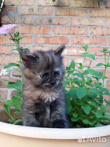 Котята бесплатно