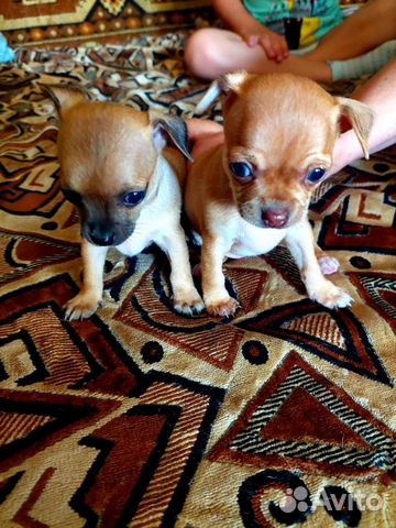 Щенки чихуахуа мини девочки