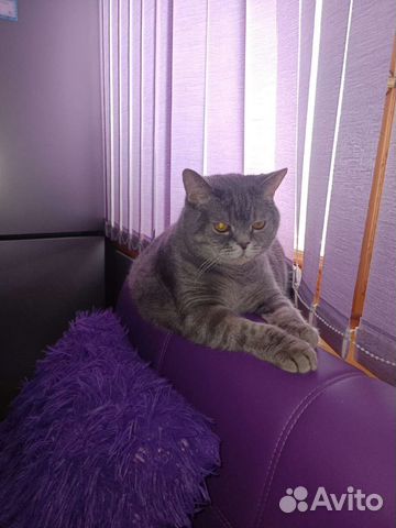 Британский кот