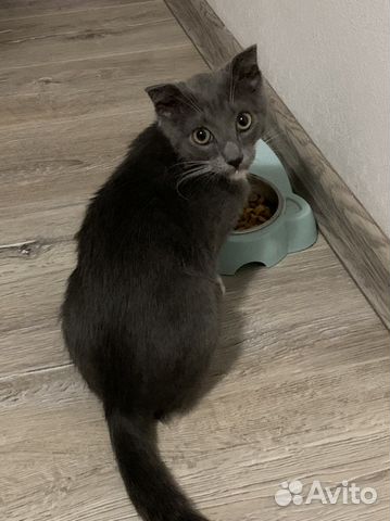 Котята в добрые руки бесплатно