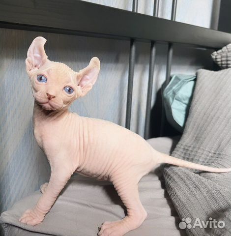 Котик Эльф