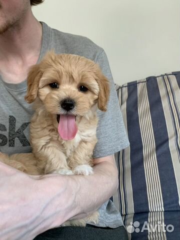 Мальтипу f1 мальчик