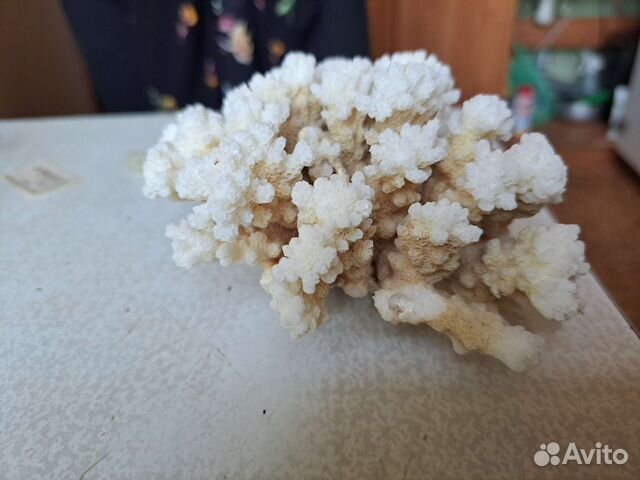 Коралл декоративный