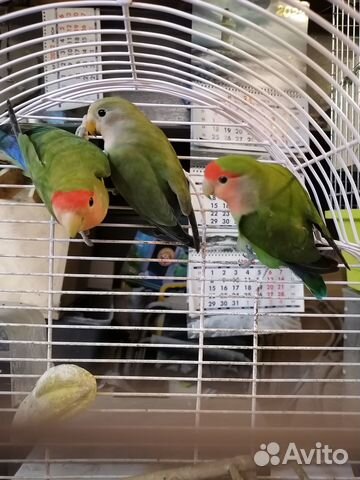 Попугай неразлучник
