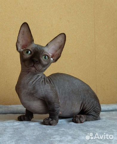 Котята Бамбино