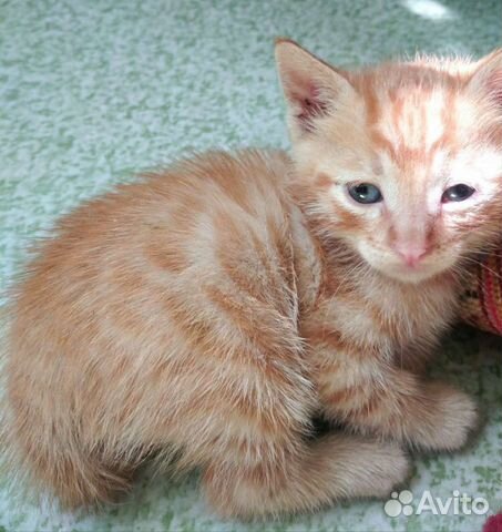 Котенок Персик