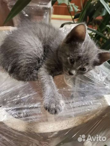 Котята русская голубая
