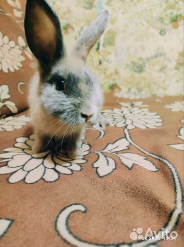 Декоративные кролики