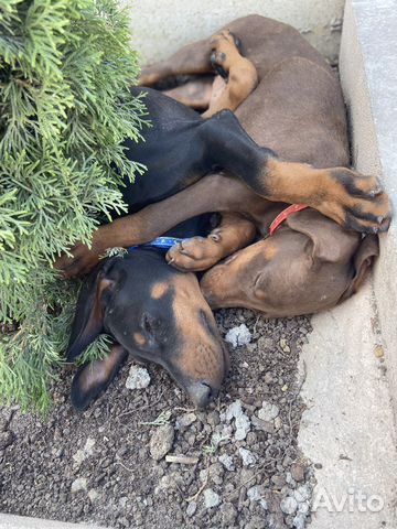 Продам щенка добермана