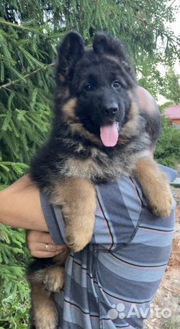 Яркий длинник. 2,5 мес. РКФ