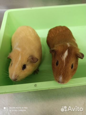 Морские свинки