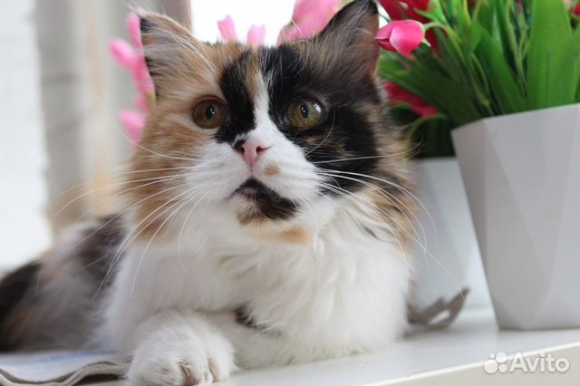 Кошка ищет дом