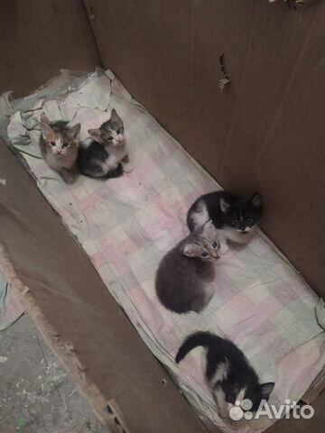 Котята в добрые руки