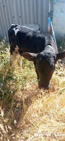 Бычки и быки