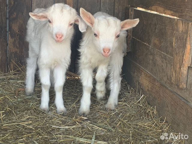 Коза с козлятами