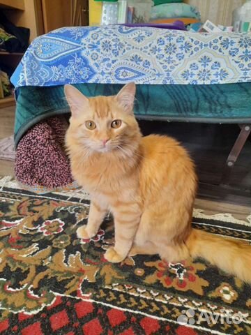 Рыжуля ищет себе новый дом