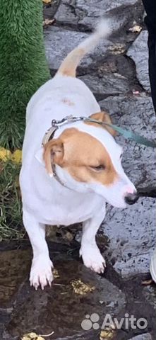 Собака джек рассел терьер