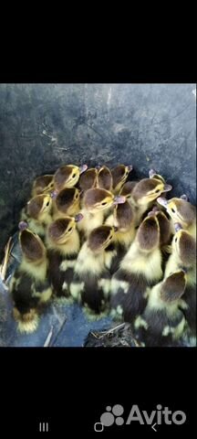 Индоутята суточные