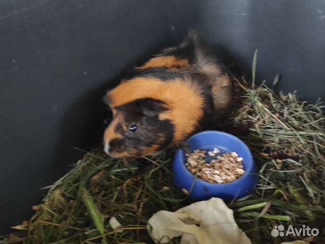 Морская свинка девочка