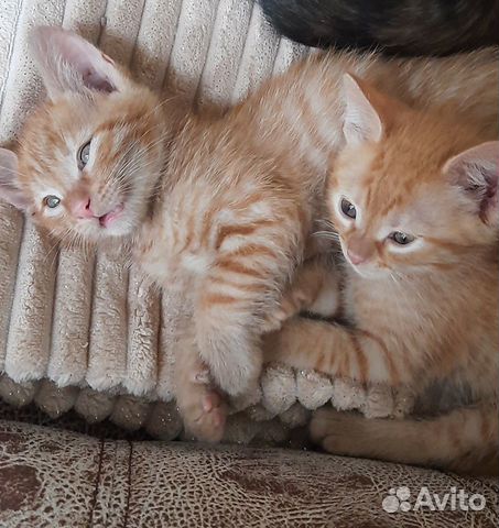 Кошки в добрые руки бесплатно