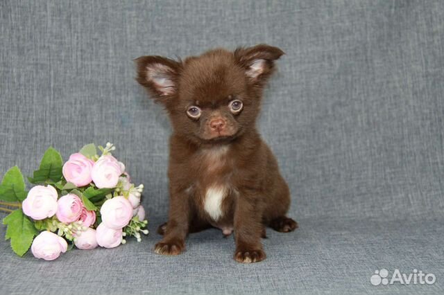 Чихуахуа, красавчик мальчишечка