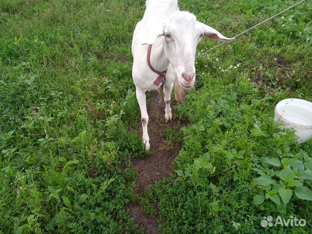 Коза дойная нубо-заанненская